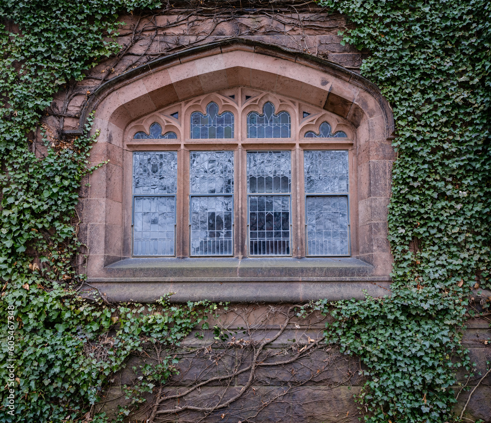 Abby Windows surrounded by green ivy on an old Brick University ...