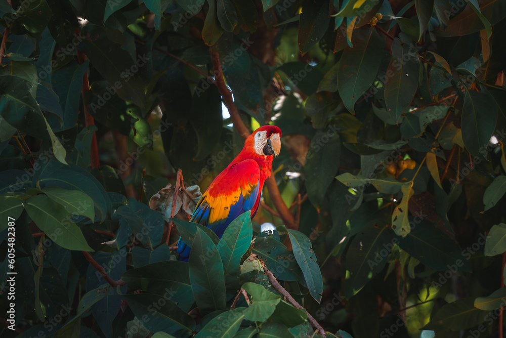 Red parrot Scarlet Macaw, Ara macao, bird sitting on the pal tree trunk ...