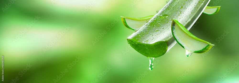 aloe vera liquid dripping from your fresh plant with slices around it ...