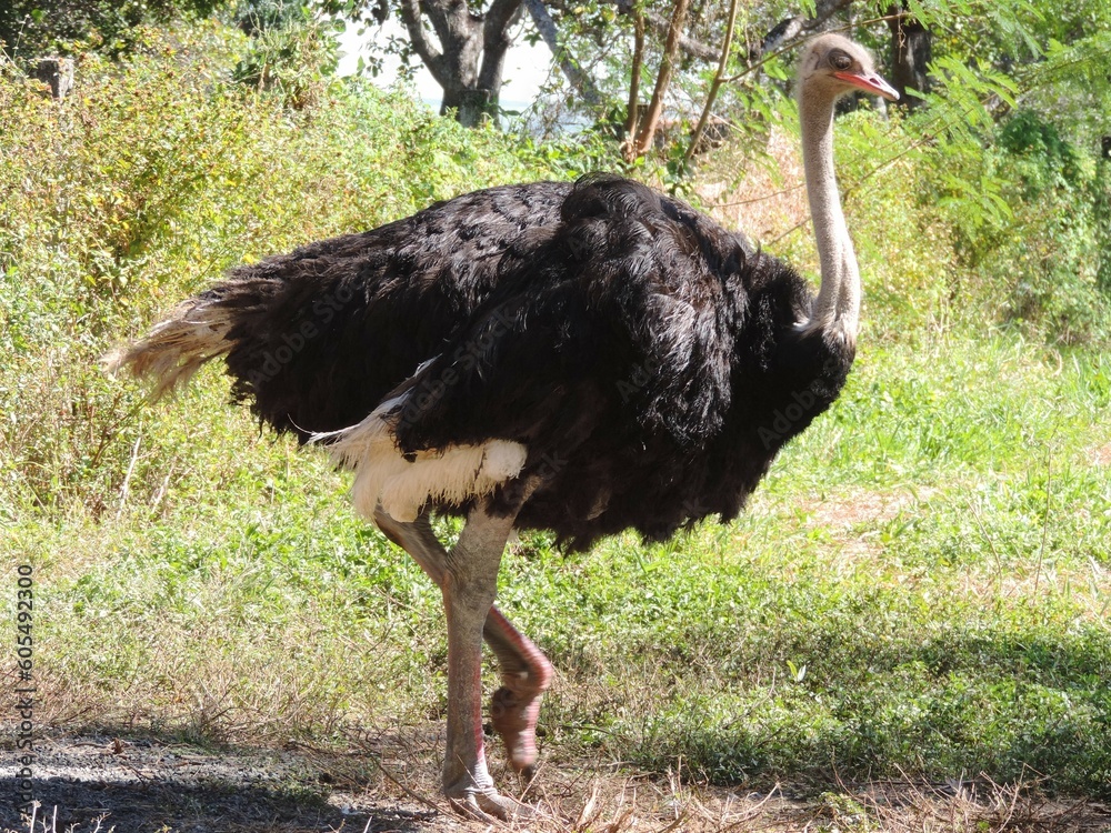 Zdjęcie Stock: Avestruz é uma ave originária da África que se destaca ...