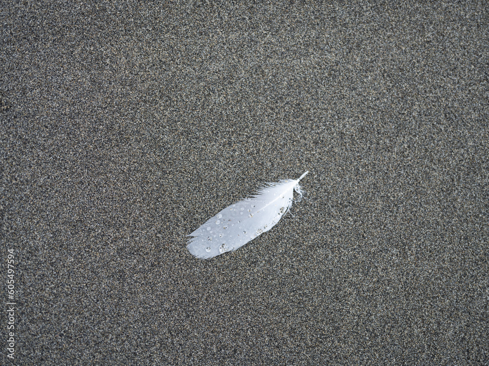 Seagull feather laying on the coarse sand on the Kenai Peninsula Alaska ...