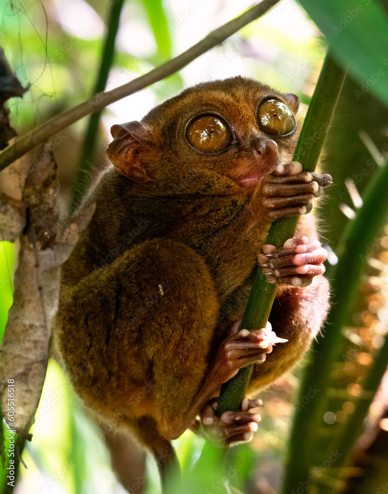 Philippine tarsier Stock Photo | Adobe Stock