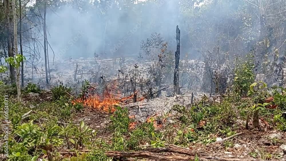 Inicio y propagación de un incendio forestal por descuido de una ...