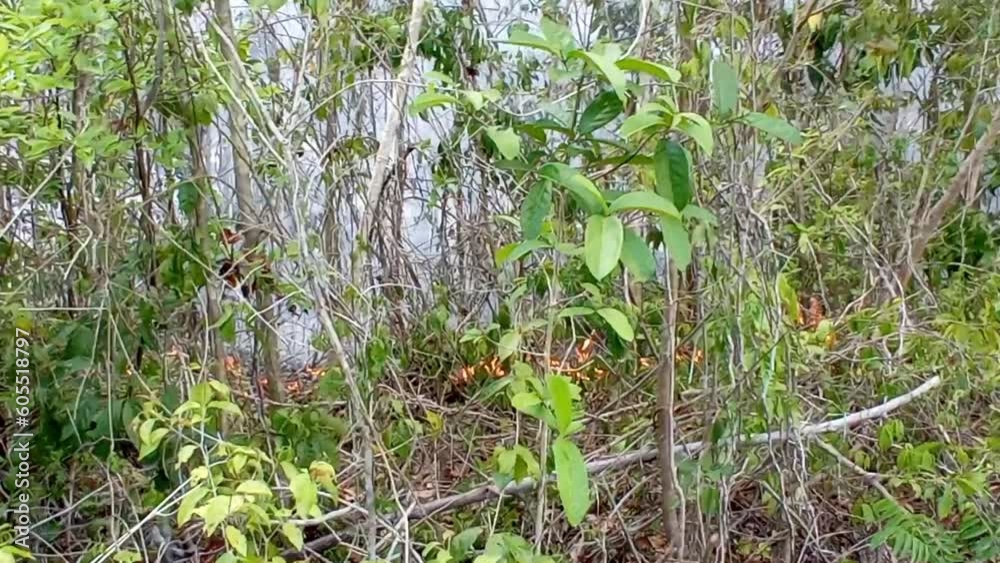 Inicio y propagación de un incendio forestal por descuido de una ...