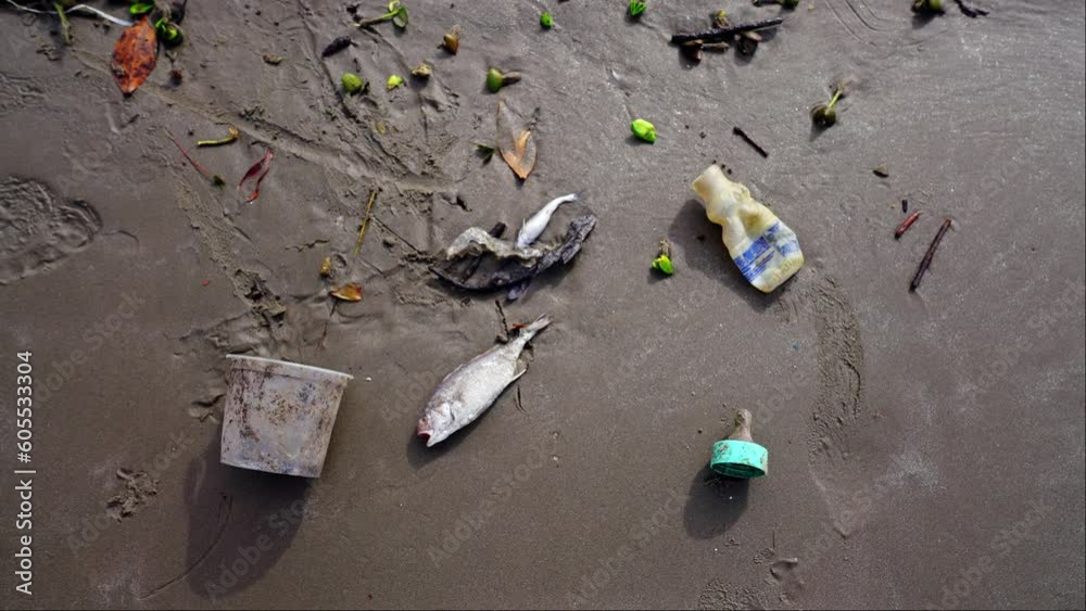 View from above of the pollution on the beach. Dead fish and garbage on ...