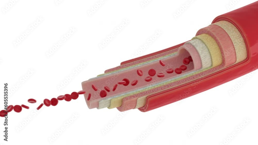 Anatomical Scan Of Blood Cell In Artery For Medicine Research ...