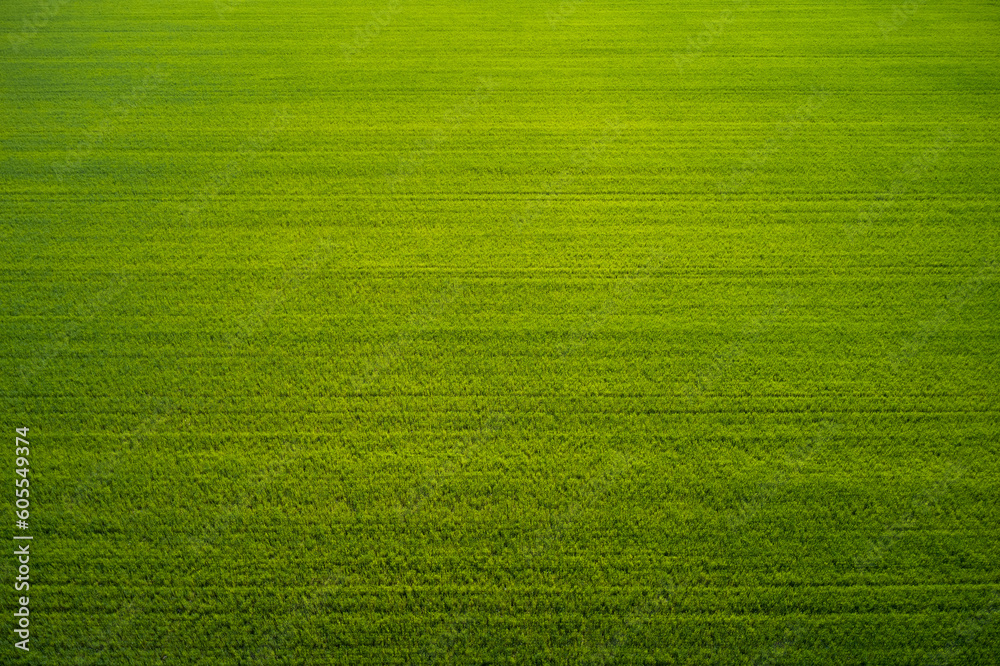 Top view of the football field. Aerial view of a grass plantation ...