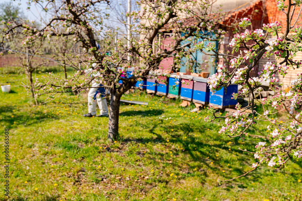 Twigs of fruit bloom tree with fresh buds at orchard, in background ...