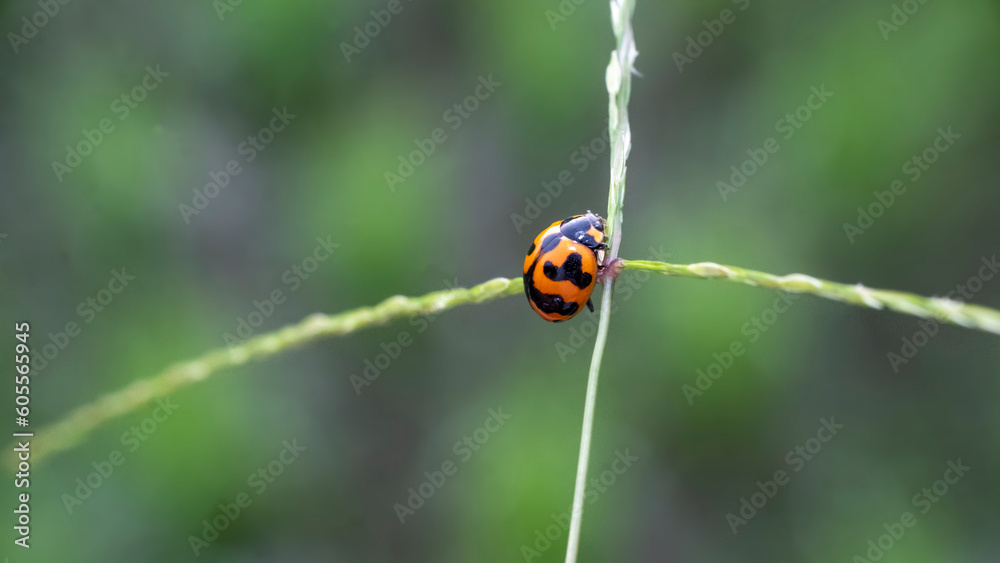 Koksi beetles are small beetles that make up the Coccinellidae family ...