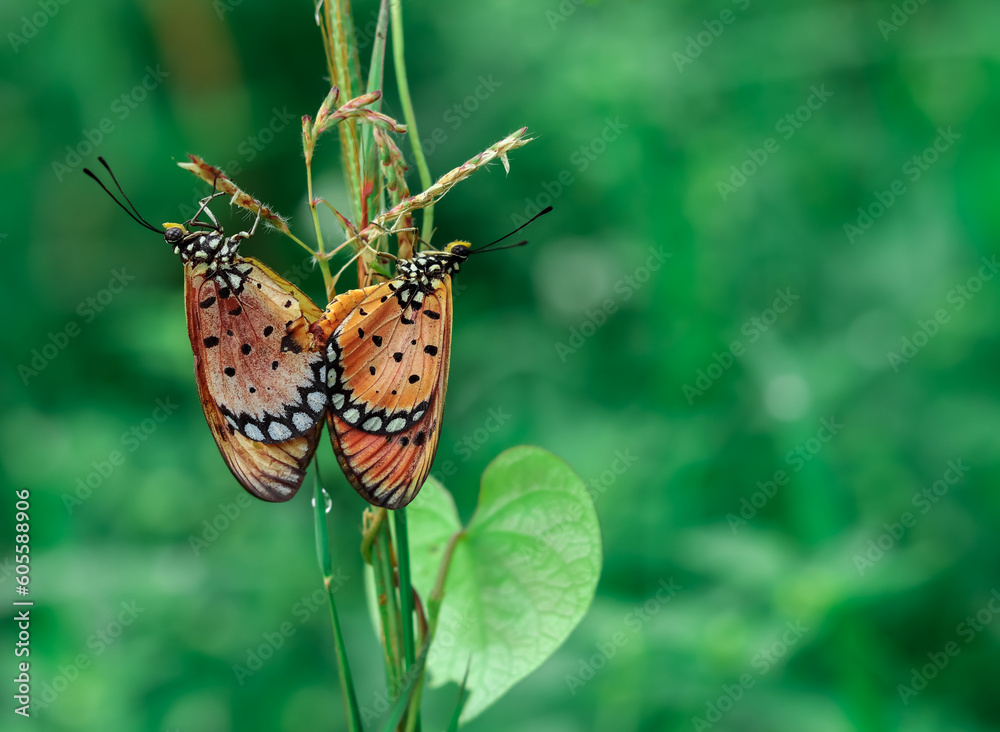 process of reproduction of a butterfly. butterfly mating season ...