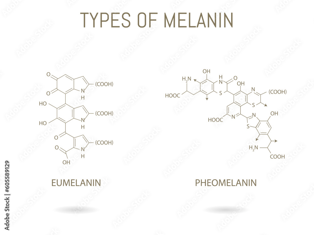 Chemical structure of two types of melanin Stock Vector | Adobe Stock