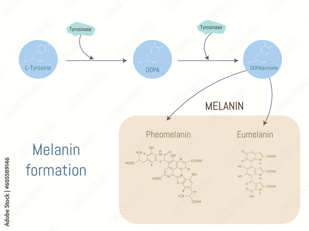 Diagram of how melanin is formed from tyrosine and tyrosinase. Stock ...