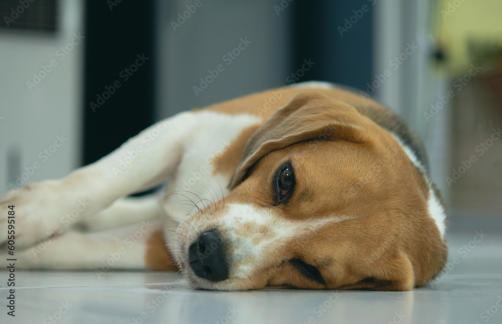 sad beagle dog face, Beagle lying on the floor, Sick dog. Stock Photo ...