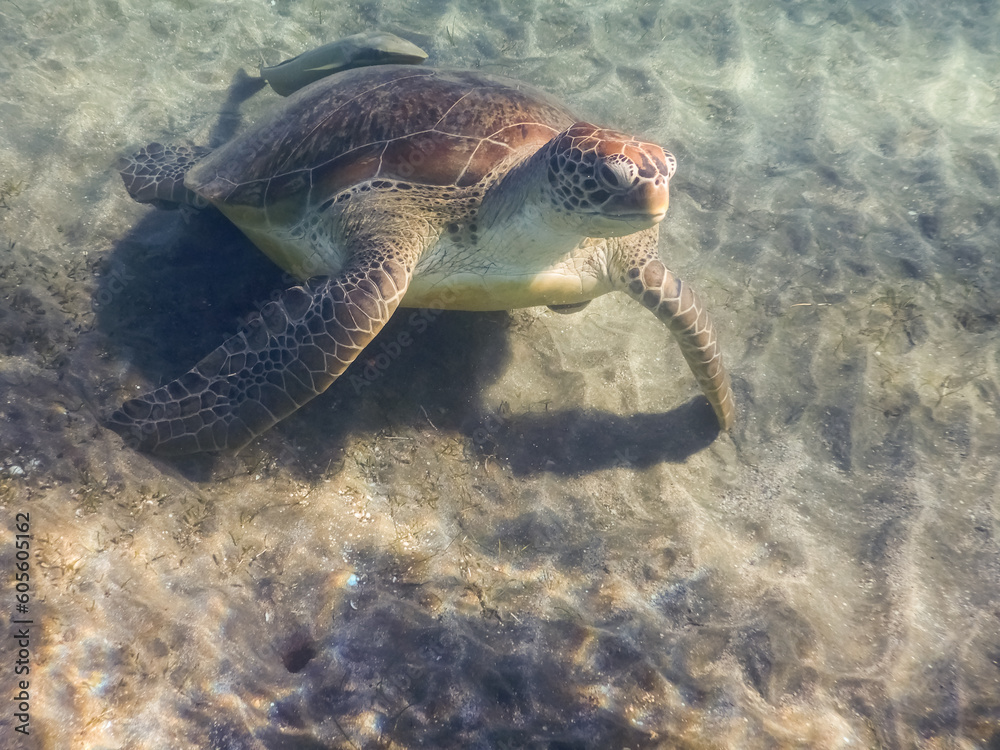 green seaturtle turtle stands on its front flippers at the seabed in ...