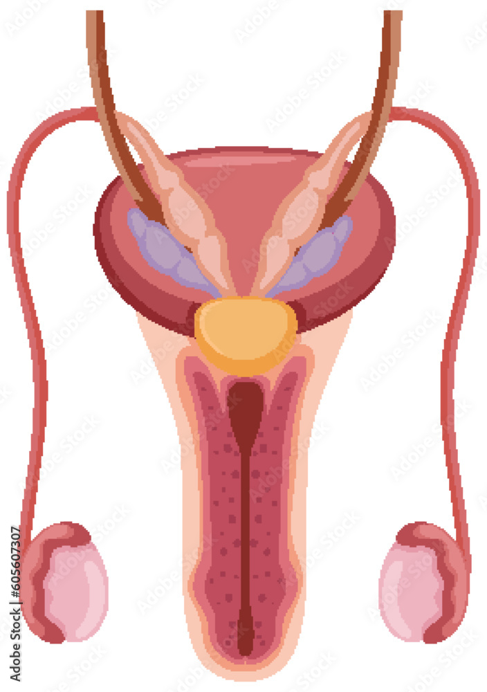 Anatomy Of The Male Reproductive System Stock Vector Adobe Stock