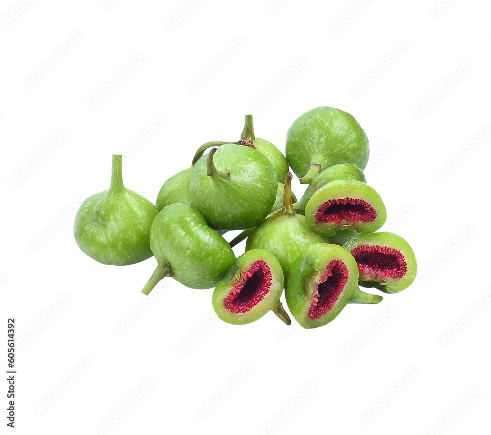 Cluster fig tree or Indian fig tree transparent png Stock Photo | Adobe ...