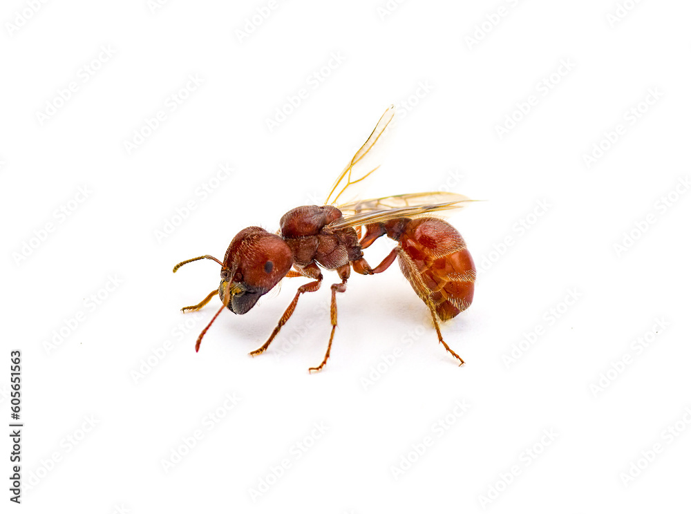Flying ant isolated on white background. Pogonomyrmex badius, the ...