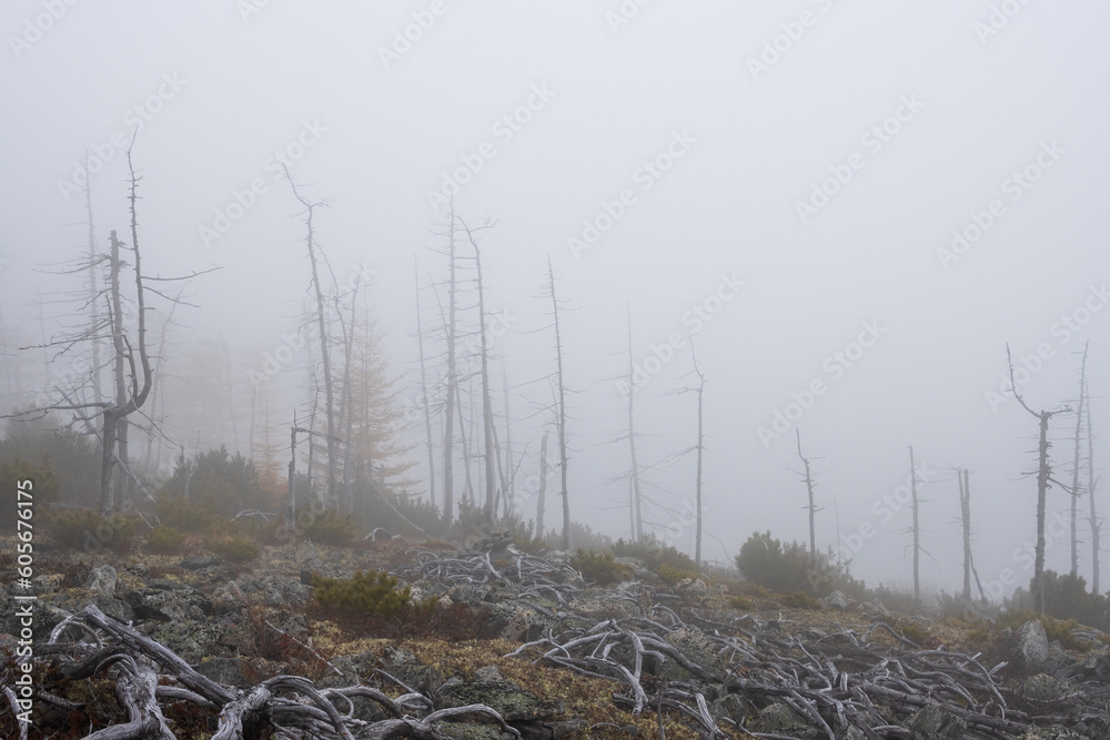 Autumn misty landscape. Dead forest on a mountain slope. Dry larch ...