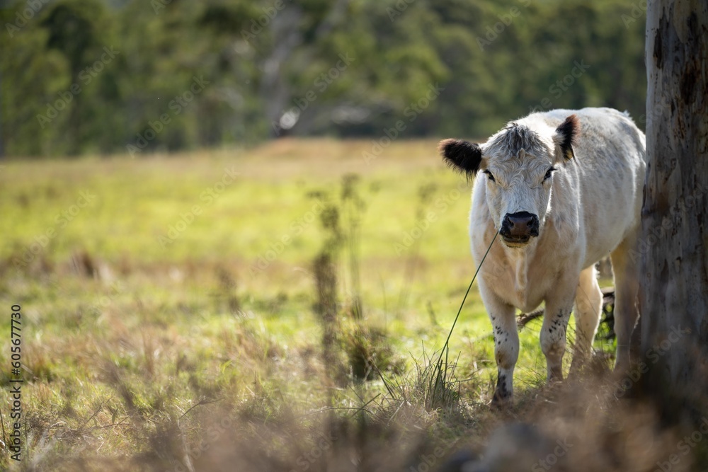 Speckle park cows and cattle on a regenerative native pasture farm ...