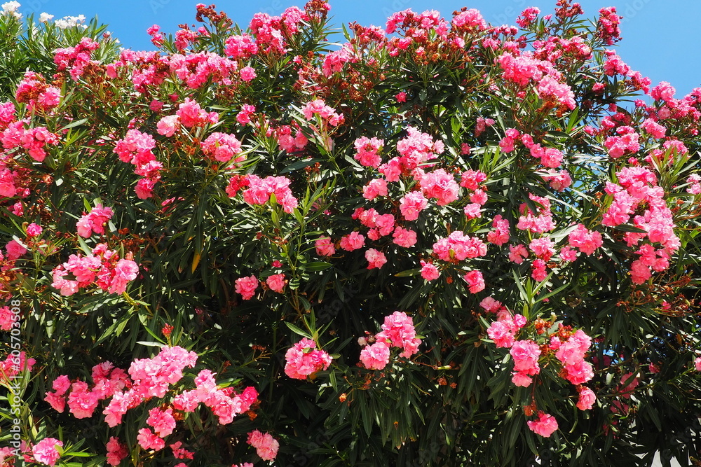 Oleander, Nerium oleander Apocynaceae, is a poisonous shrub. It is ...