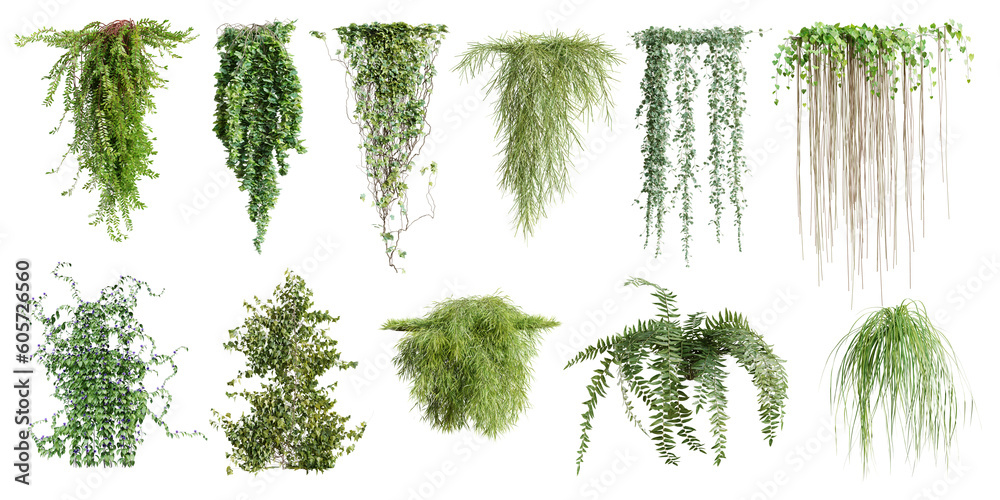 Set of various creeper plants, vol. 2, isolated on transparent ...