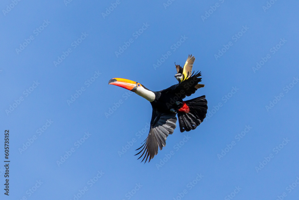 A Toco Toucan also known as a Toco Toucan being attacked by a Great ...