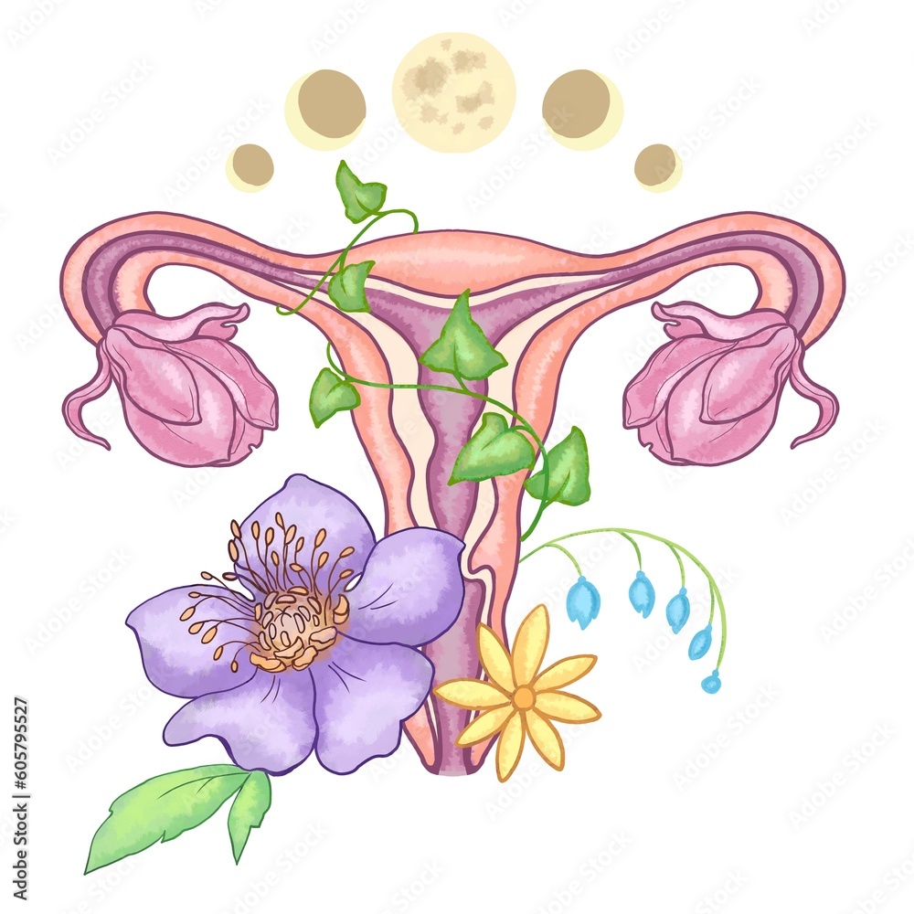 Female reproductive organs, uterus and ovaries with flowers and moon in ...