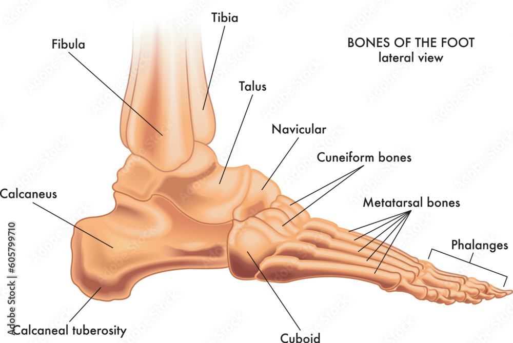 Vetor de Medical illustration of the major parts of the foot bones in ...