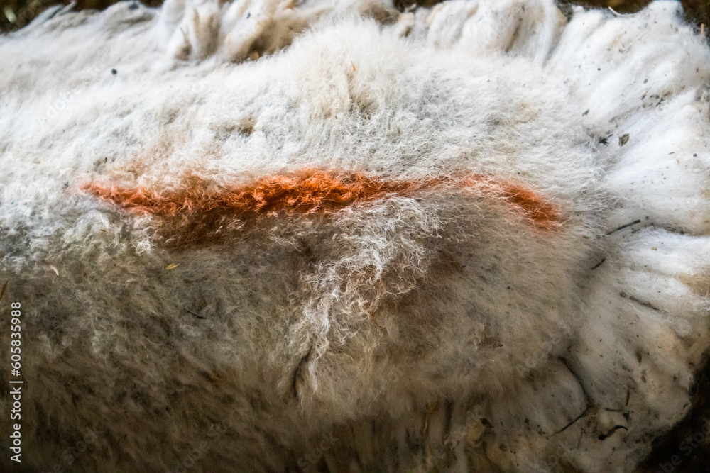 A red mark on a sheep's back top view Scottish sheep marked with color ...