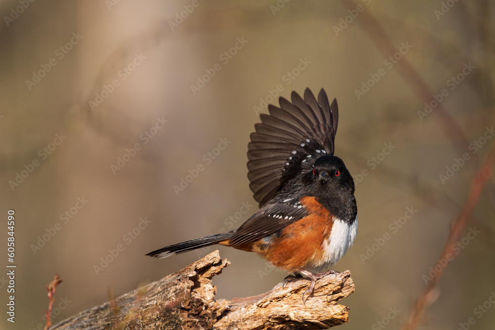 Pick Me Too! Spotted Towhee (Pipilo maculatus) streches wing as part of a mating display. Stock ...