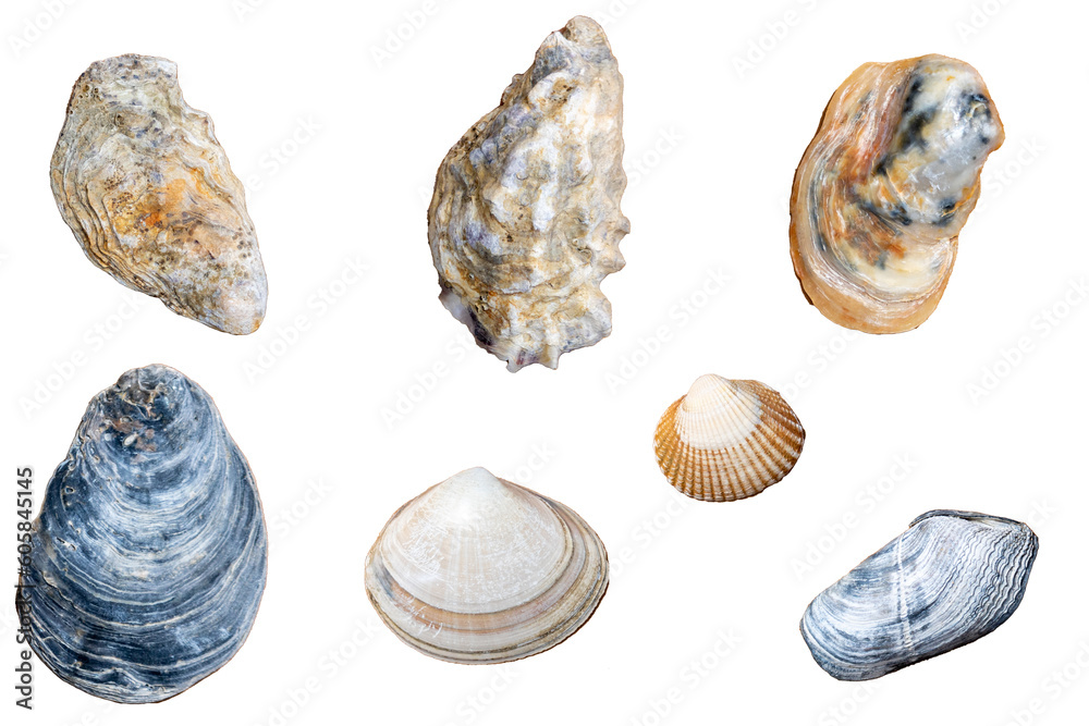 Collection of small exotic shells isolated on a white background ...