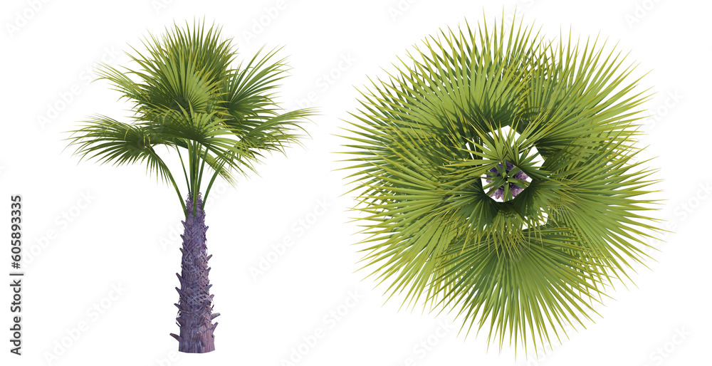 Windmill Palm front top view palm set png alpha channel Stock ...