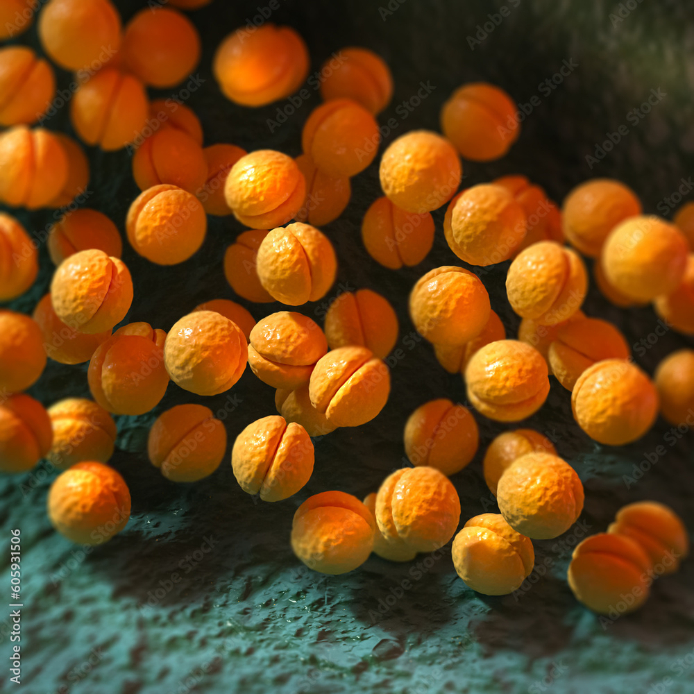 Medical background, genus of bacteria from the Neisseriaceae family ...