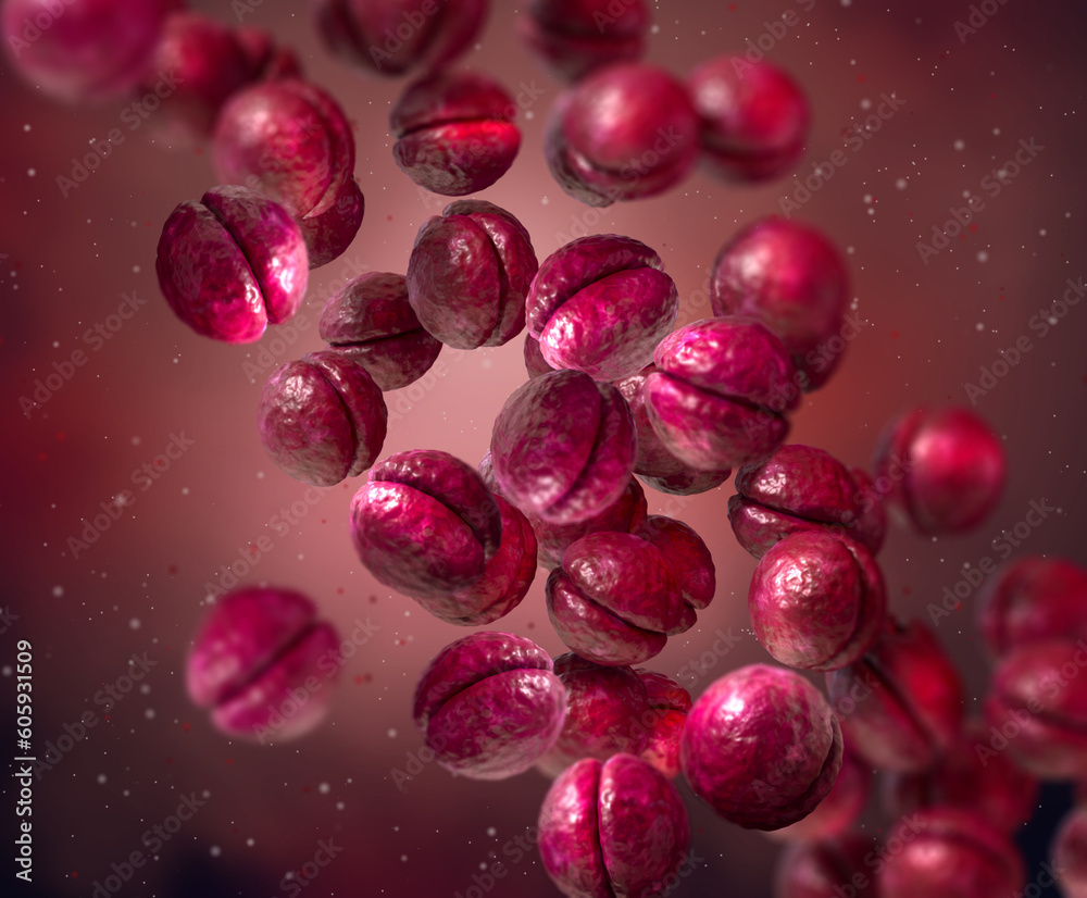 Medical background, genus of bacteria from the Neisseriaceae family ...