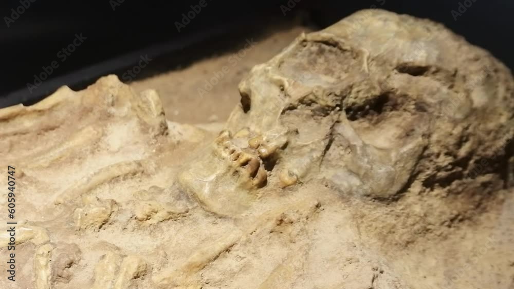 Skull Fossilized remains of a cave man in a museum collection, Pacitan ...
