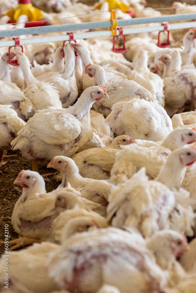 Poultry farm with chicken. Husbandry, housing business for the purpose ...