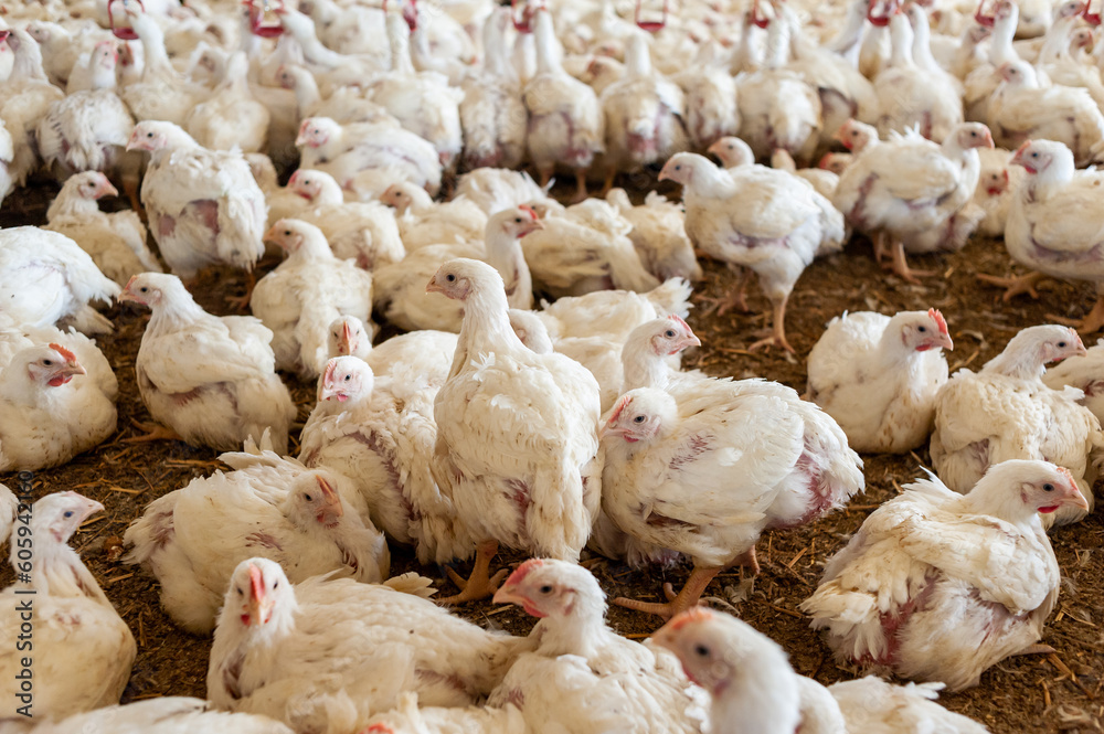 Poultry farm with chicken. Husbandry, housing business for the purpose ...