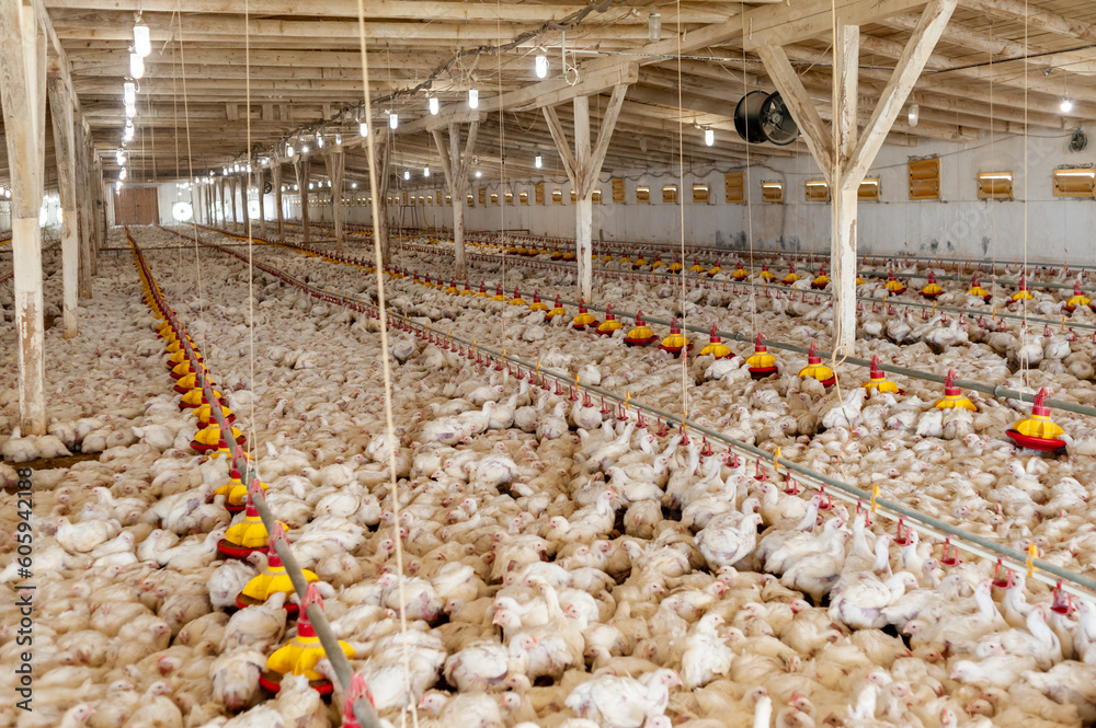 Poultry farm with chicken. Husbandry, housing business for the purpose ...