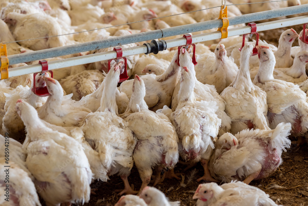 Poultry farm with chicken. Husbandry, housing business for the purpose ...