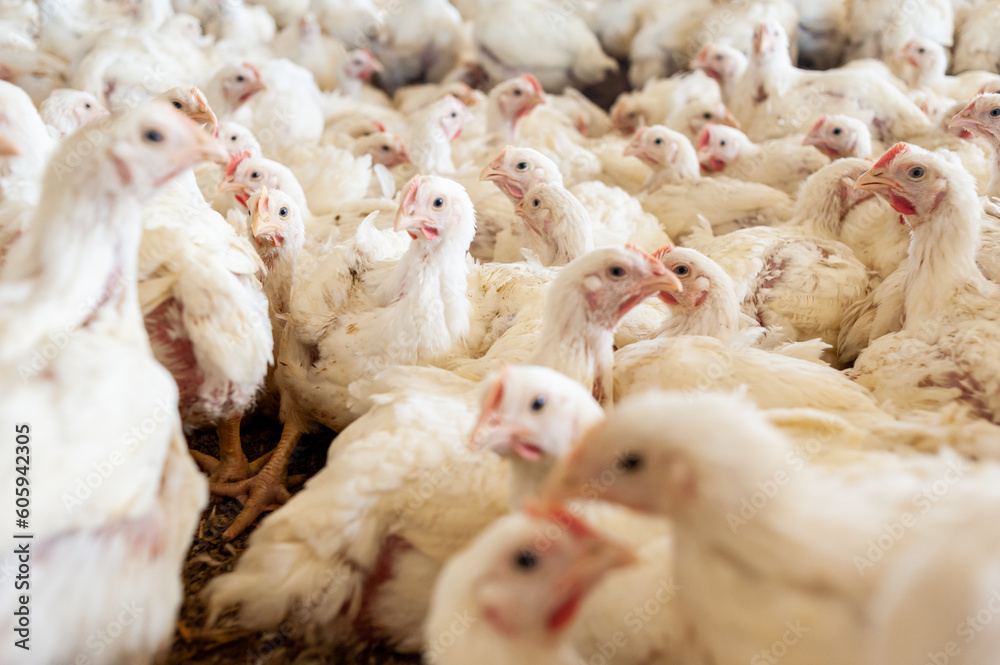 Poultry farm with chicken. Husbandry, housing business for the purpose ...