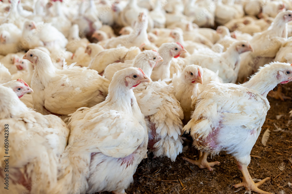 Poultry farm with chicken. Husbandry, housing business for the purpose ...