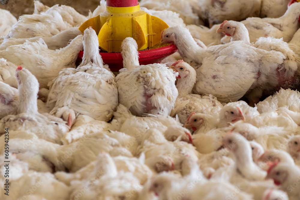 Poultry farm with chicken. Husbandry, housing business for the purpose ...