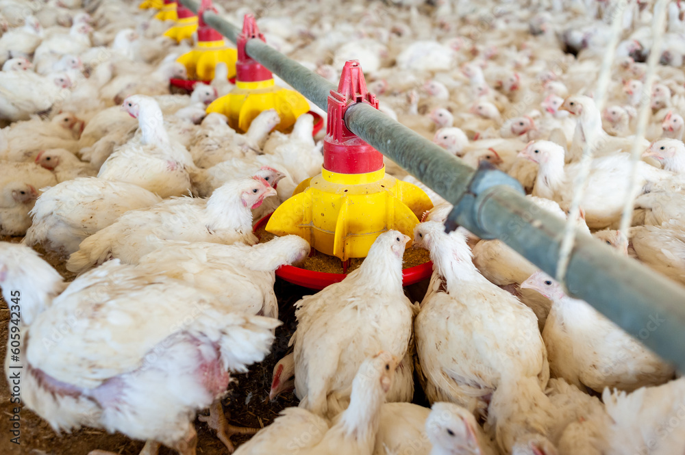 Poultry farm with chicken. Husbandry, housing business for the purpose ...