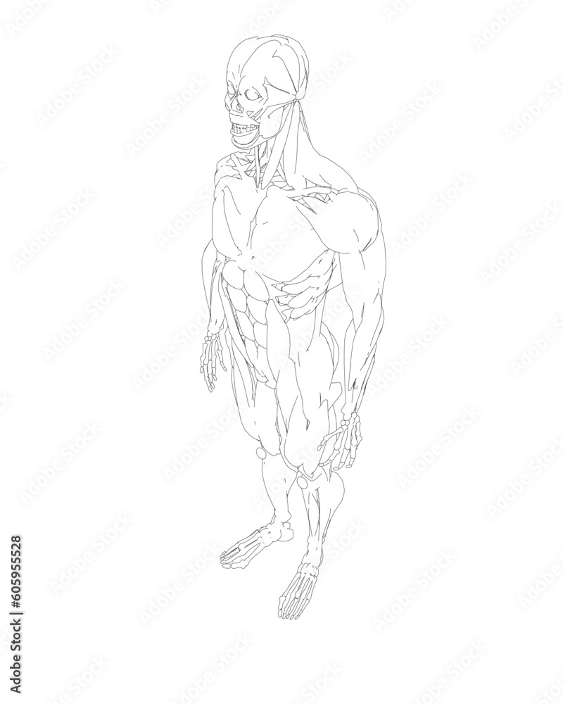 Human body anatomy male man contour , muscular system of muscles . Flat ...