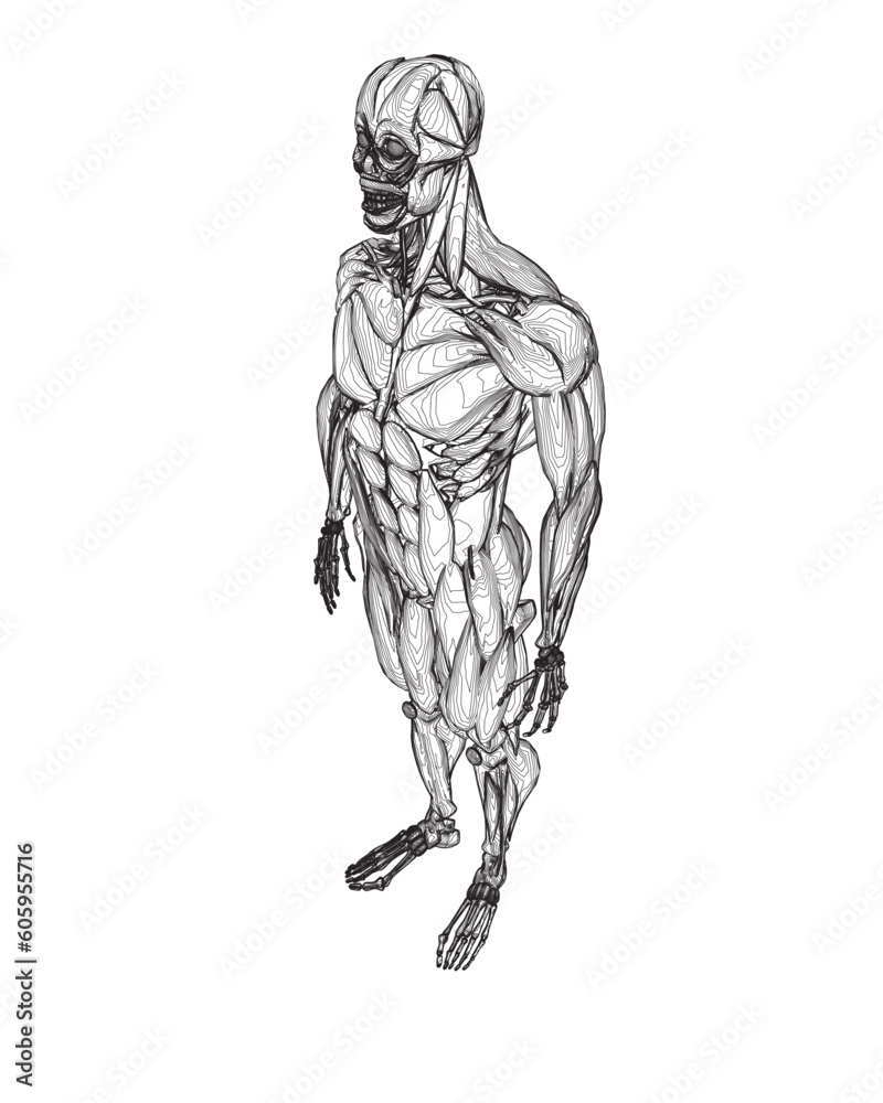 Human body anatomy male man contour , muscular system of muscles . Flat ...
