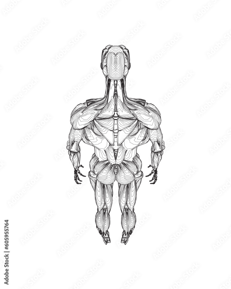 Human body anatomy male man contour , muscular system of muscles . Flat ...