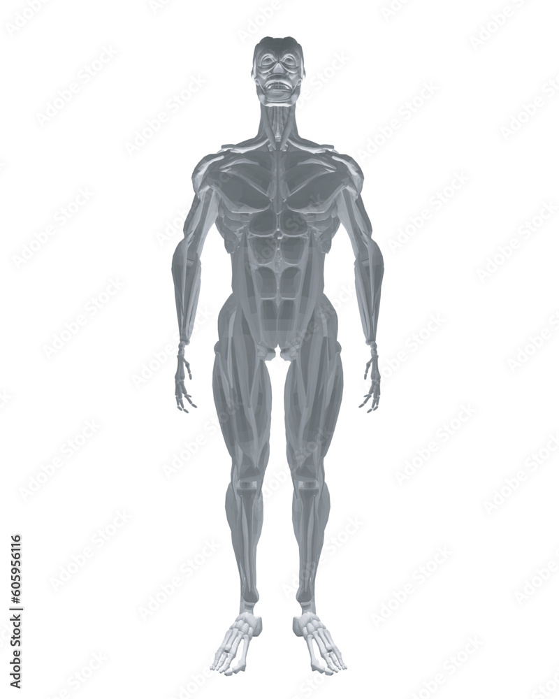 Human anatomy. Male body muscular system model. Anatomy of male ...