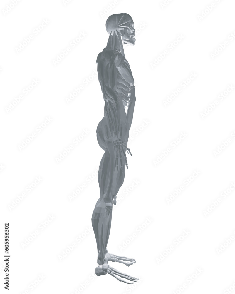 Human anatomy. Male body muscular system model. Anatomy of male ...