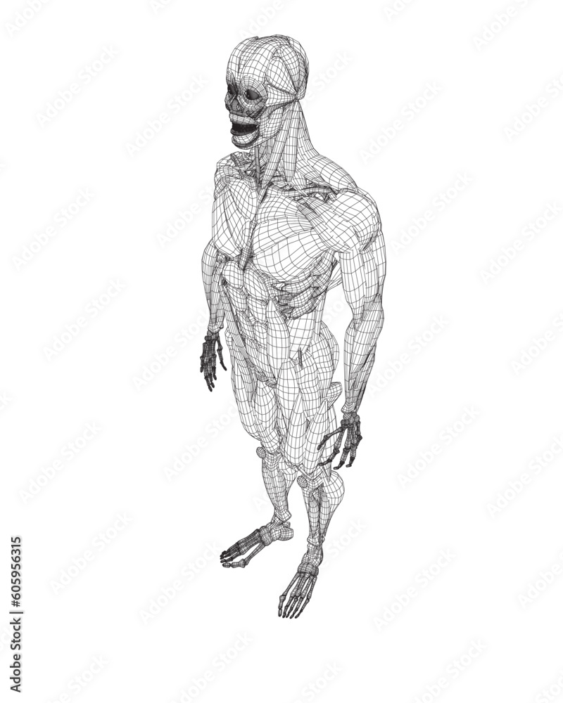 Human body anatomy male man wireframe , muscular system of muscles ...