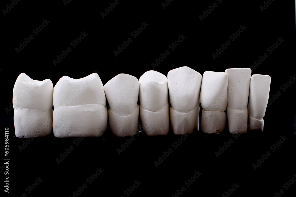 tooth model objects from dentist school Stock Photo | Adobe Stock